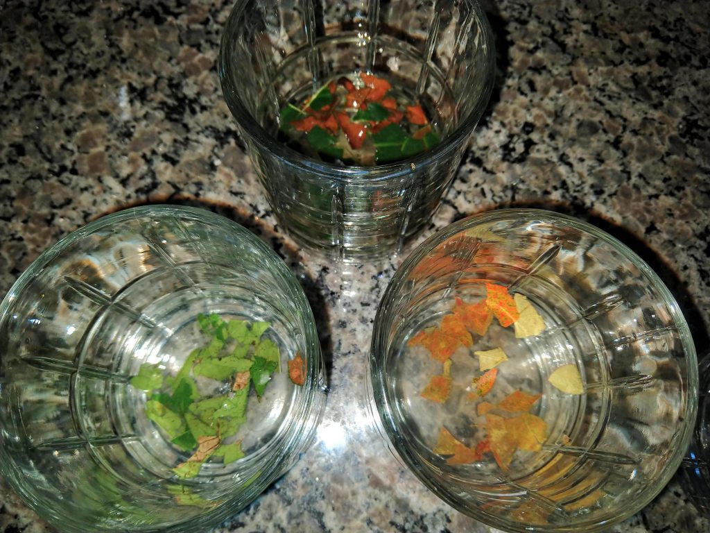 Fun Fall Science Experiment with Leaves